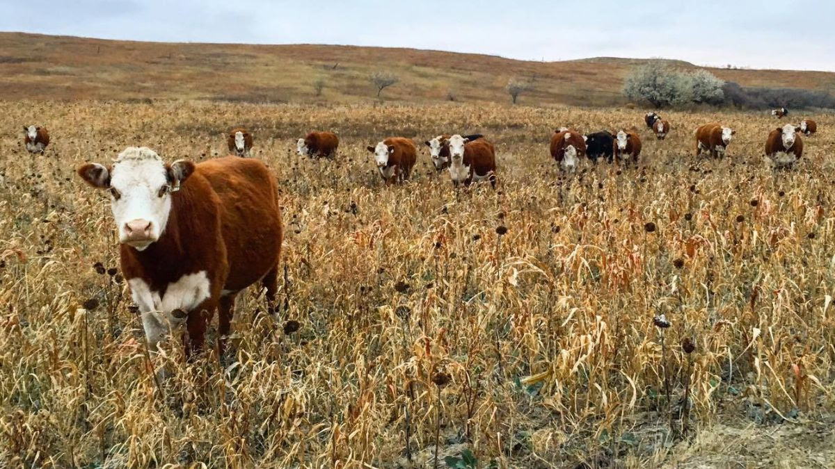 Prussic Acid Poisoning: How To Avoid It, And Other Concerns During Fall ...