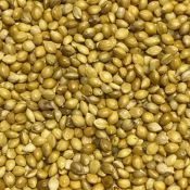 Millet, German - North 40 Ag