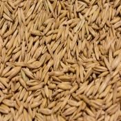 Oats, Spring - North 40 Ag