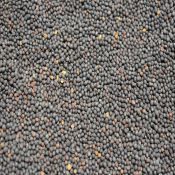 Rapeseed - North 40 Ag